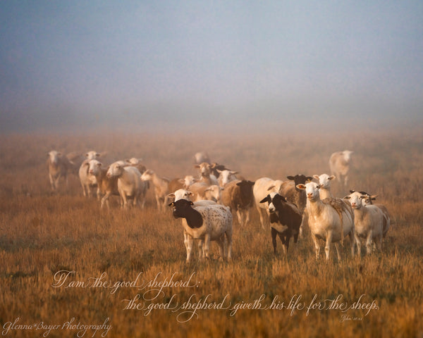 Print of sheep flock on foggy morning | Glenna Bayer Photography