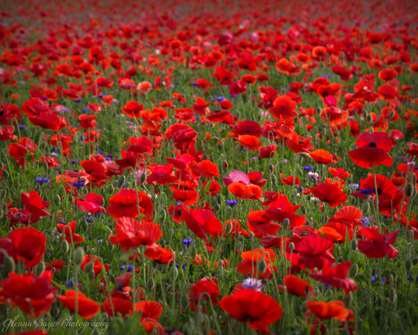 Enon Poppy Field Print | Glenna Bayer Photography